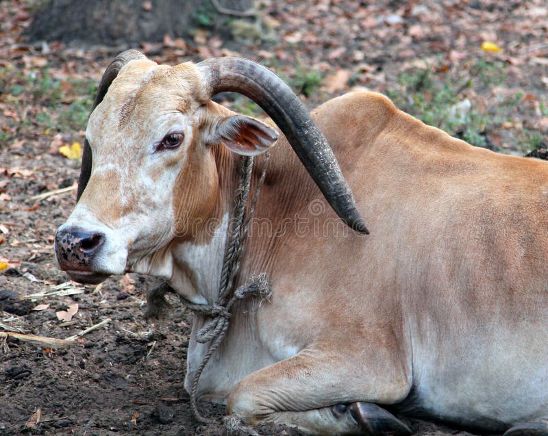 Vaca India Que Descansa Sobre La Tierra Imagen de archivo - Imagen de ...