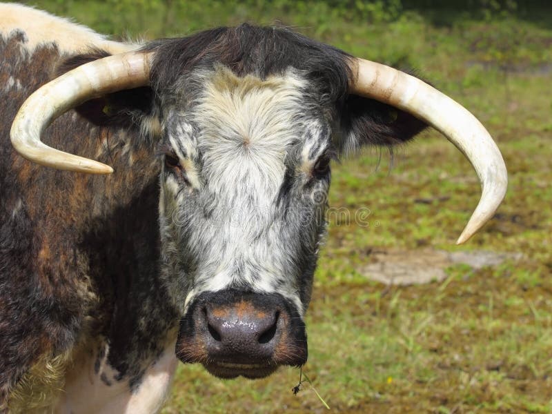 Vaca, Longhorn Raro Do Inglês Da Raça. Imagem de Stock - Imagem de ...