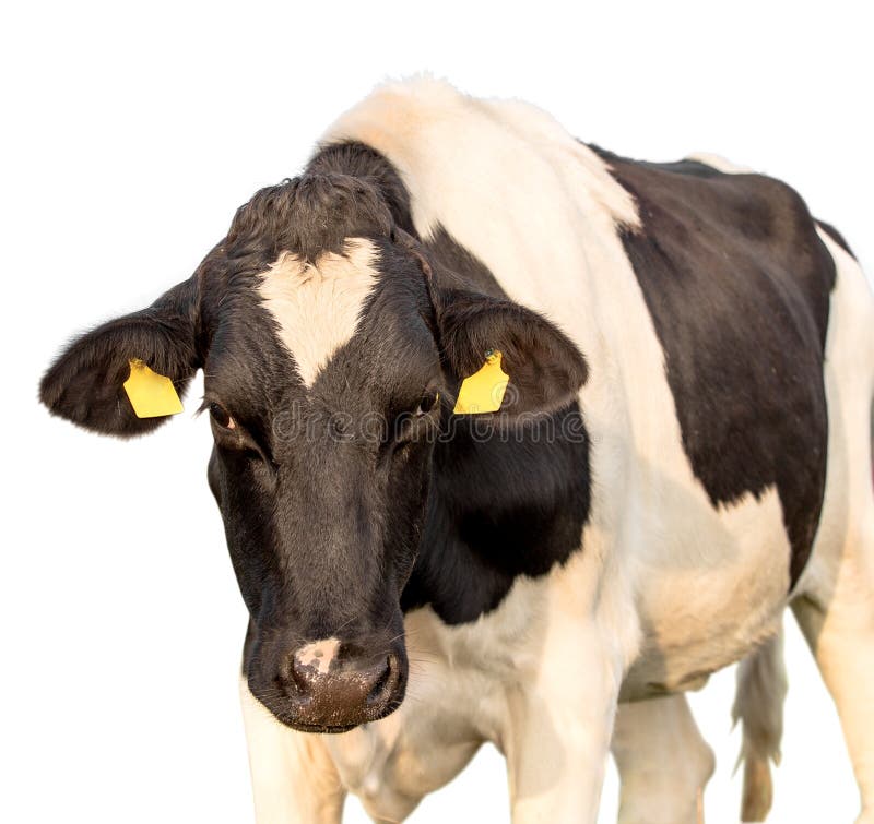 Vaca isolada imagem de stock. Imagem de animal, leiteria - 141855621