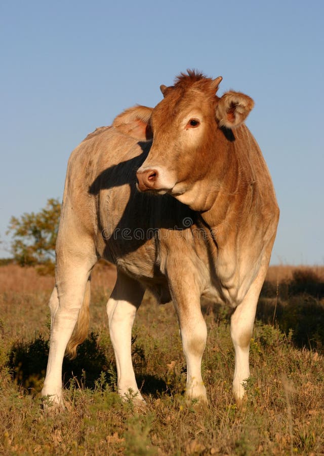 Vaca joven foto de archivo. Imagen de vaca, claxones, sano - 324112