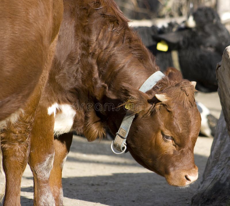 Vaca joven foto de archivo. Imagen de pista, detalles - 4314664