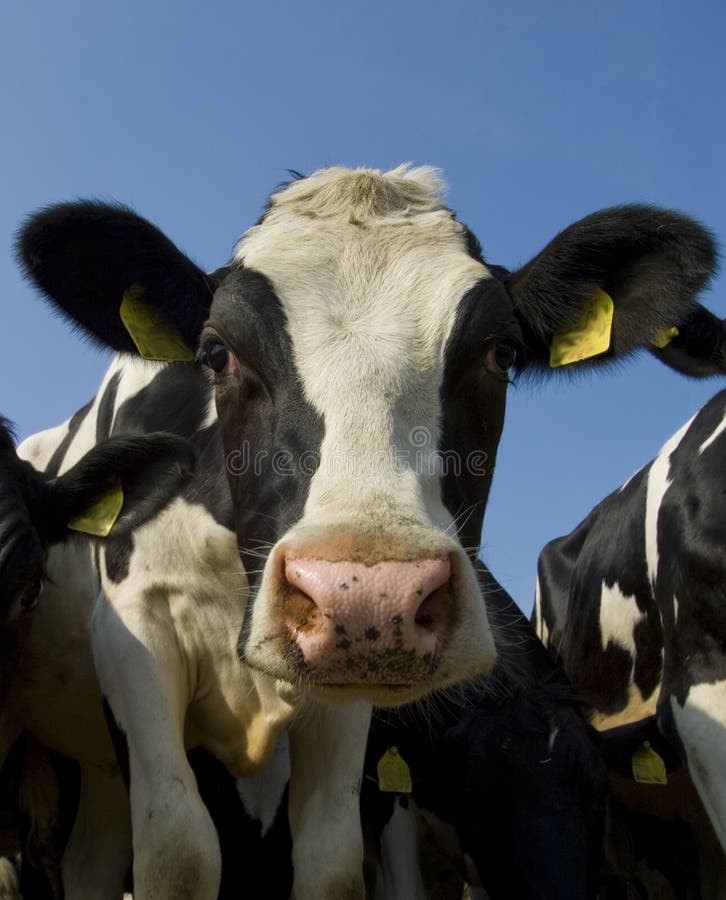 Vaca joven imagen de archivo. Imagen de divertido, amplio - 9249983