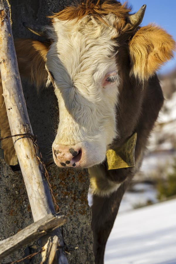 Cabeza De Una Vaca Con Una Campana Alrededor Del Cuello Imagen de ...