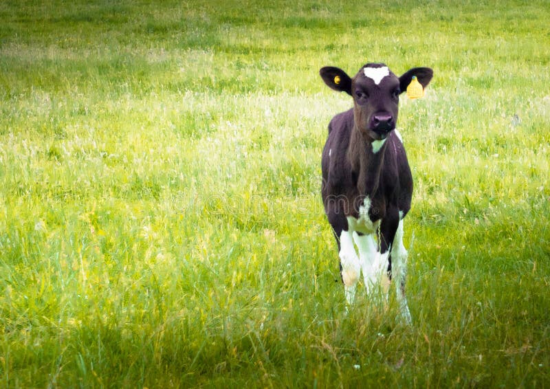 Vaca joven curiosa imagen de archivo. Imagen de animal - 74327545