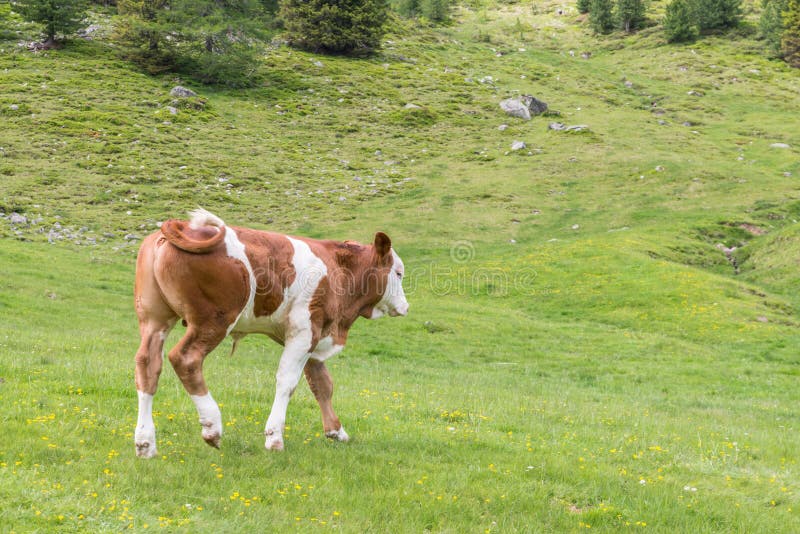 Vaca Joven En Un Pasto, Austria Foto de archivo - Imagen de manada ...
