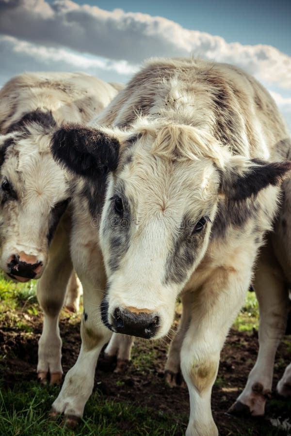Vaca lanuda imagen de archivo. Imagen de claxones, vacas - 27541151