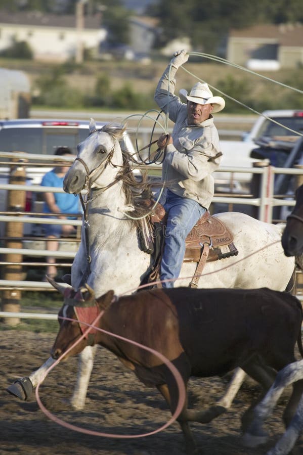 Vaca Lassoing Del Vaquero En El Rodeo De PRCA Foto editorial - Imagen ...