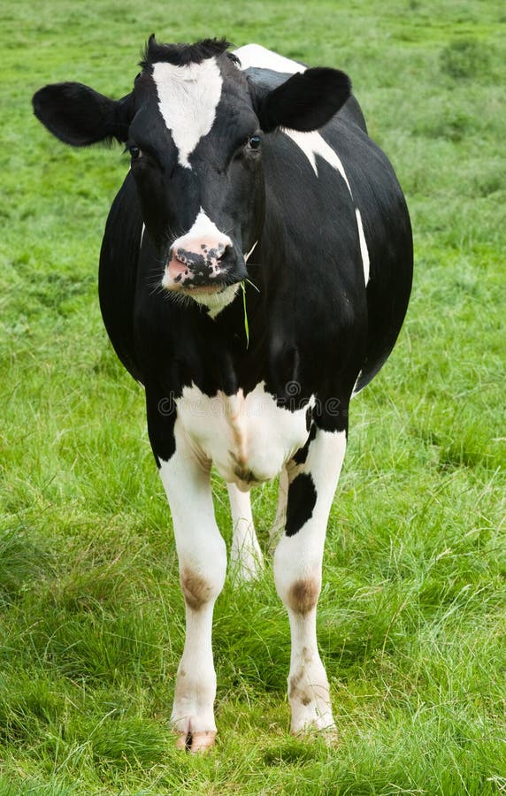 Vaca lechera imagen de archivo. Imagen de solitario, fondo - 10495011