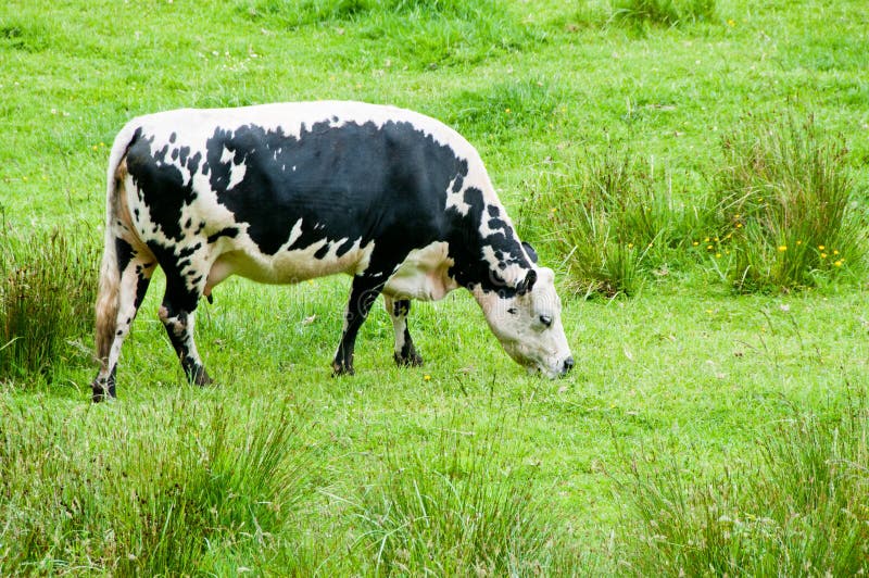 Vaca lechera imagen de archivo. Imagen de bestia, comer - 19983673