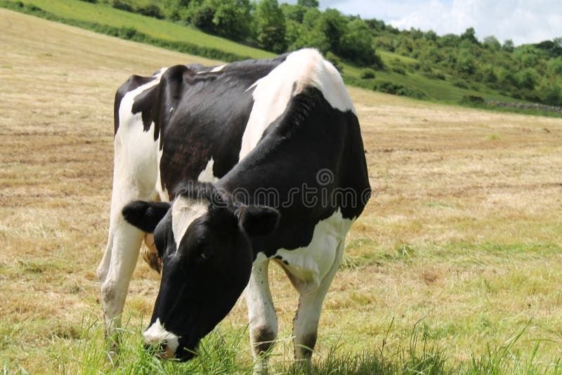 Ubres De Una Vaca Fotos De Stock - Descarga 106 Fotos Libres de Derechos
