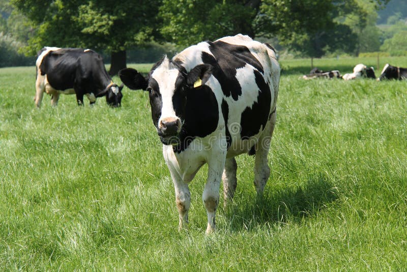 Ubres De Una Vaca Fotos De Stock - Descarga 106 Fotos Libres de Derechos