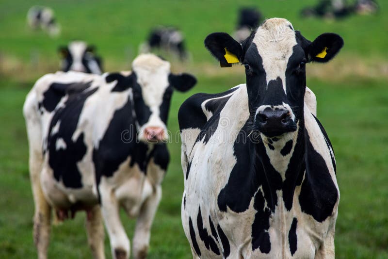 Vaca Marcada Fotos de stock - Fotos libres de regalías de Dreamstime