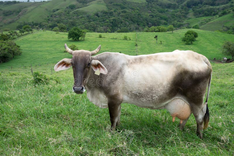 Vaca lechera en Costa Rica imagen de archivo. Imagen de animal - 84033333