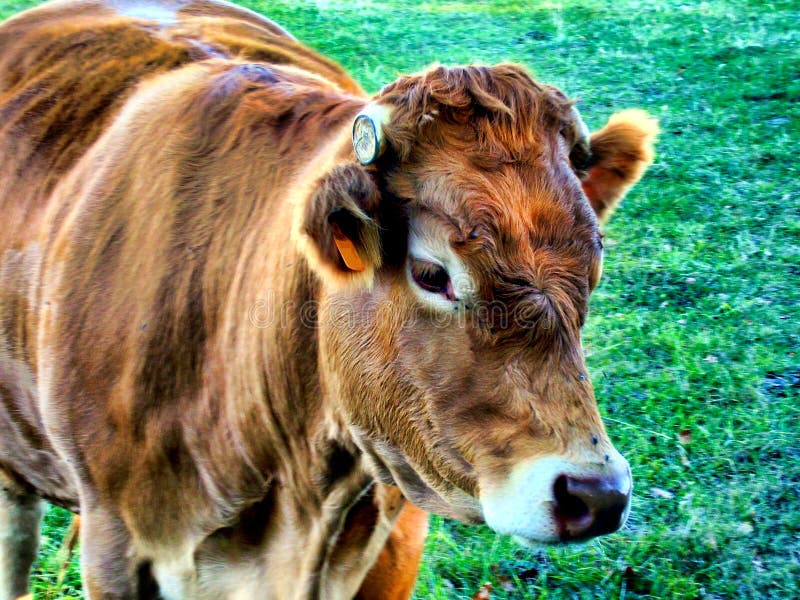 Close-up Do Touro De Limousin Foto de Stock - Imagem de touro, limousin ...