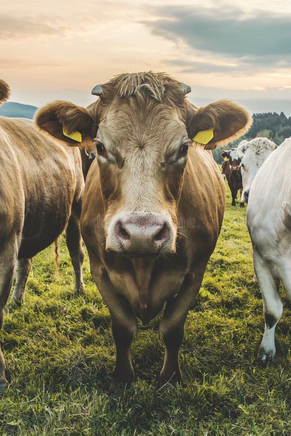 Vaca Feliz Linda Fotos De Stock - Download 136 Royalty Free Photos