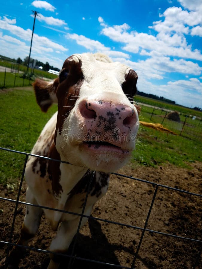 Vaca linda imagen de archivo. Imagen de cuadro, vaca - 78957681