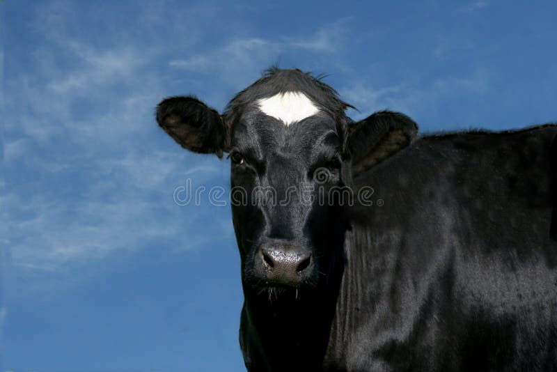 Vaca Bonita foto de archivo. Imagen de ganados, leche, carne - 910128