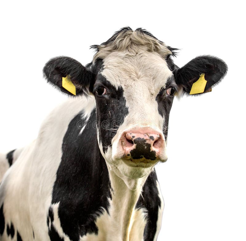 Vaca Linda Divertida Aislada En Blanco Foto de archivo - Imagen de ...