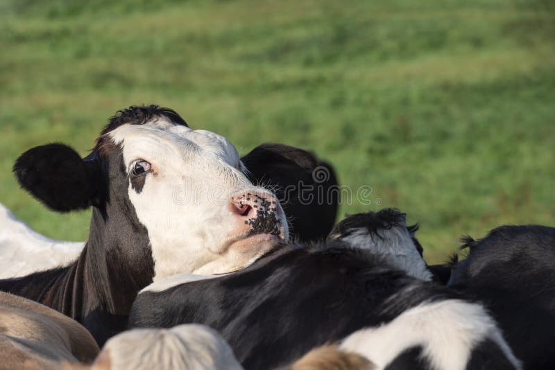 Vaca Linda Que Aumenta Su Cabeza Sobre La Manada Foto de archivo ...
