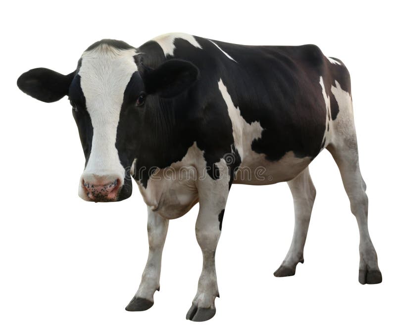 Vaca Linda Sobre Fondo Blanco. Ganadería Foto de archivo - Imagen de ...