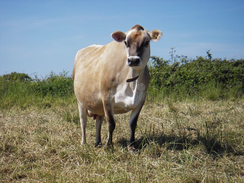 Vaca de Jersey imagen de archivo. Imagen de vaca, animal - 9885983