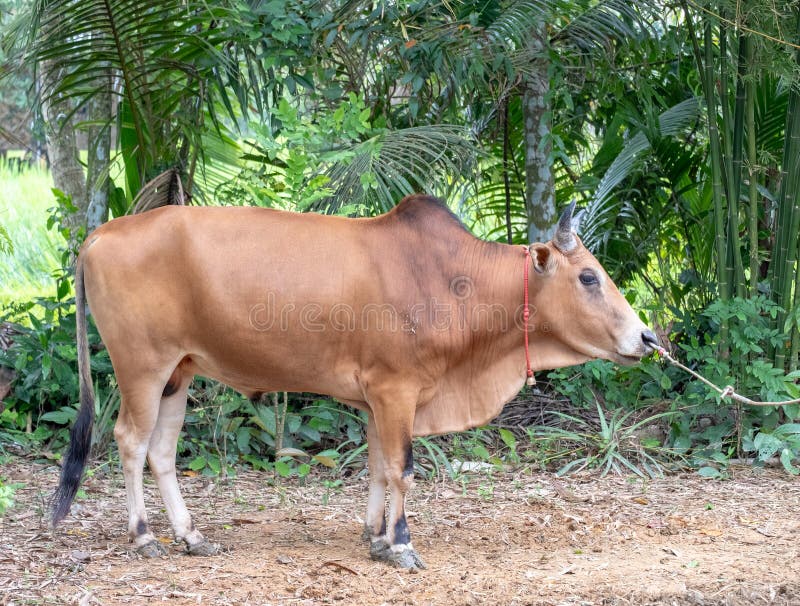 Vaca macho imagen de archivo. Imagen de peligroso, fauna - 244163459