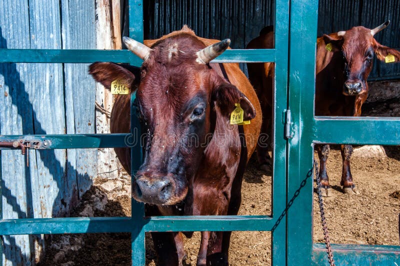 138 Vaca Marcada Fotos de stock - Fotos libres de regalías de Dreamstime