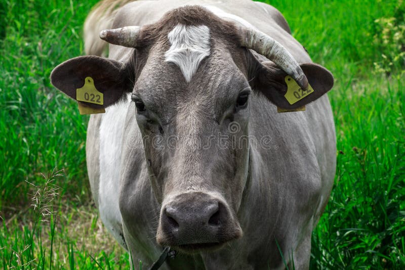 138 Vaca Marcada Fotos de stock - Fotos libres de regalías de Dreamstime