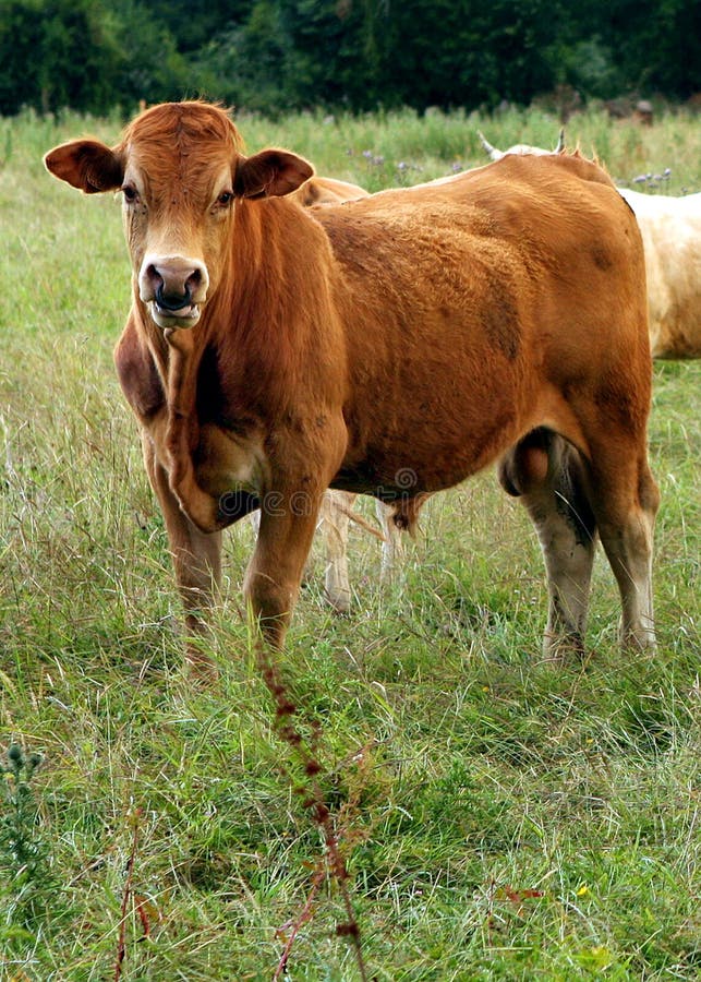 Vaca marrón foto de archivo. Imagen de carne, ganados - 83255220