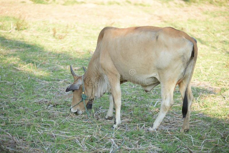 A vaca marrom foto de stock. Imagem de pasto, marrom - 113668822