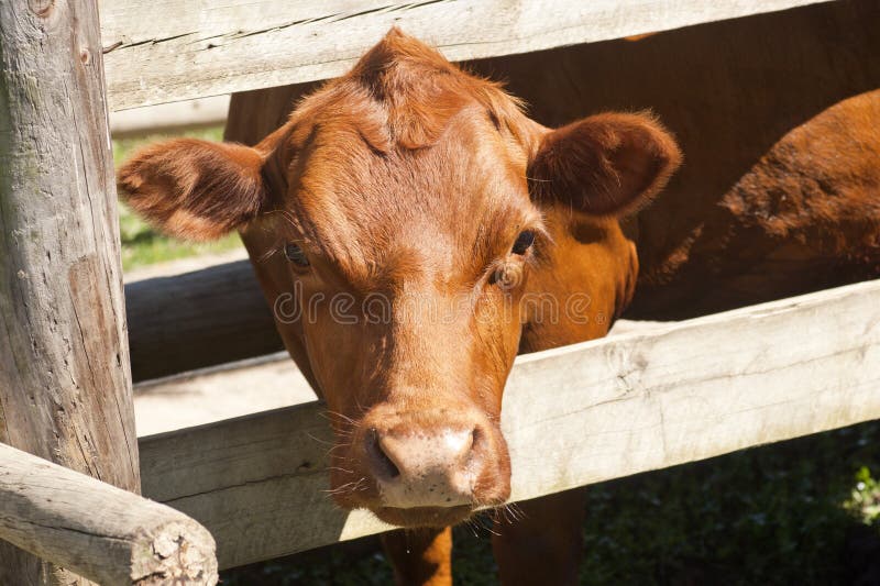 Vaca marrom foto de stock. Imagem de marrom, retrato - 37812742