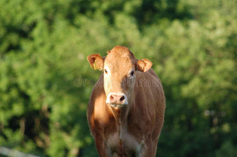 66,613 Vaca Marrom Fotos - Fotos de Stock Gratuitas e Fotos Royalty ...