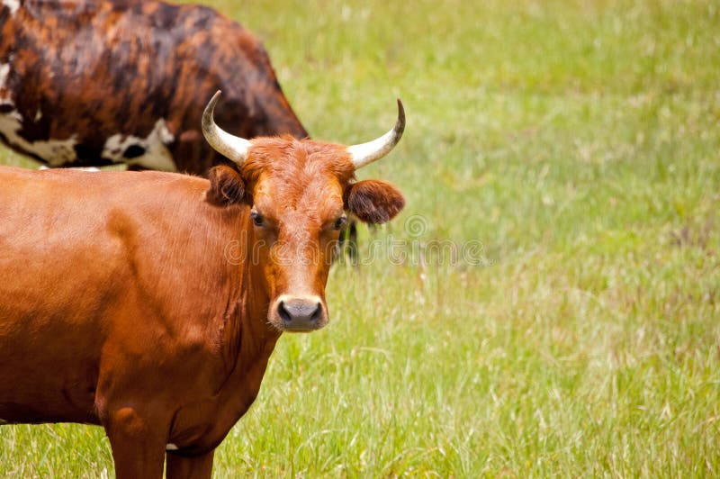 Vaca marrom foto de stock. Imagem de pasto, pastar, rancho - 46253828