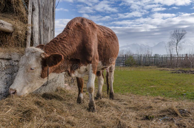 Vaca marrom foto de stock. Imagem de gado, grama, terra - 50114794