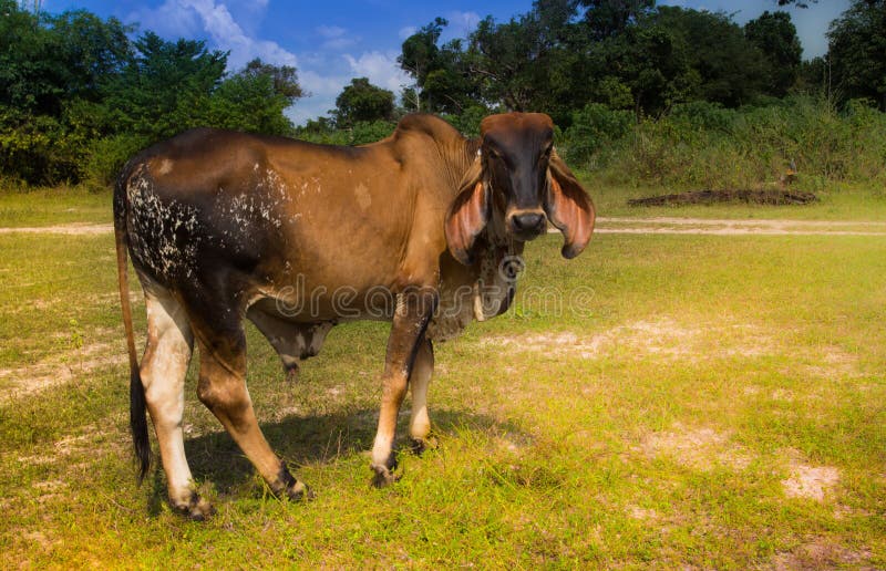 Vaca marrom imagem de stock. Imagem de campo, azul, terra - 80458613