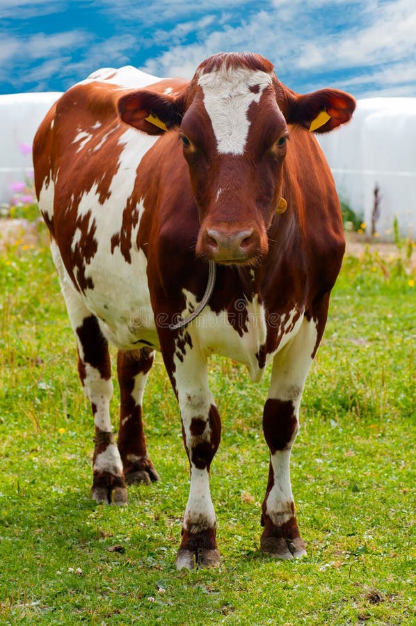 Vaca Marrom E Branca No Pasto Imagem de Stock - Imagem de pasto ...