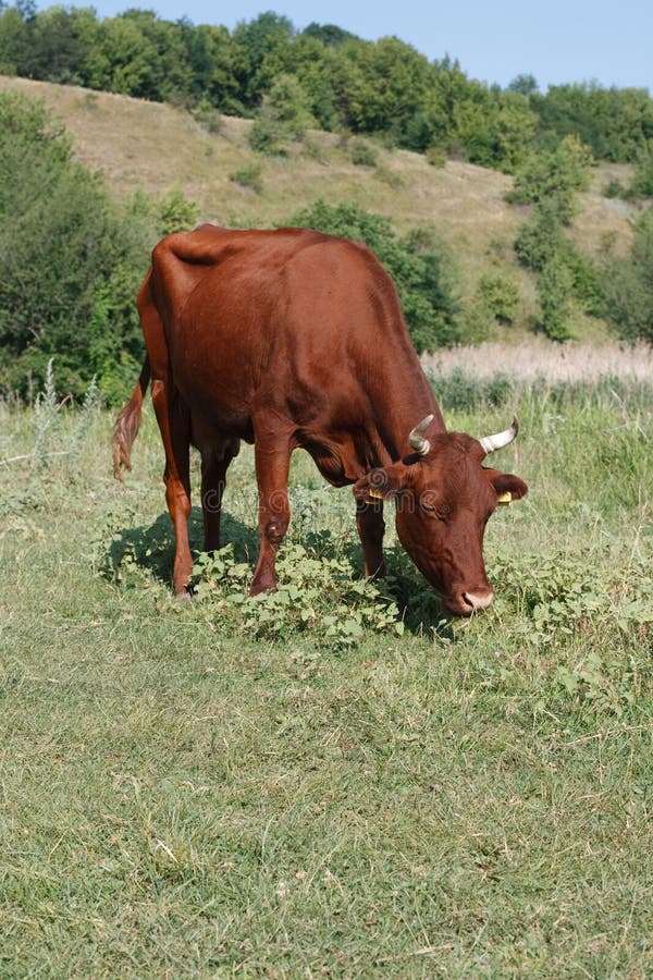 Vaca Marrom Que Pasta Em Um Pasto Imagem de Stock - Imagem de alimento ...