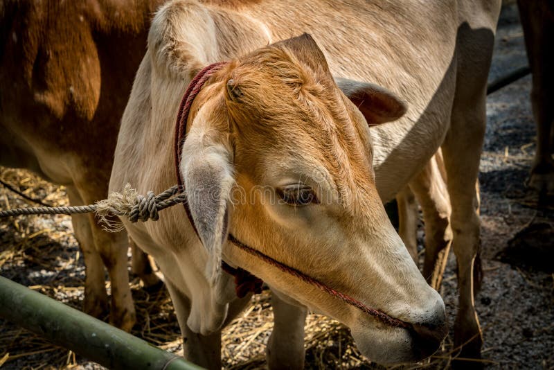 Vaca marrom tailandesa foto de stock. Imagem de orelha - 106201444