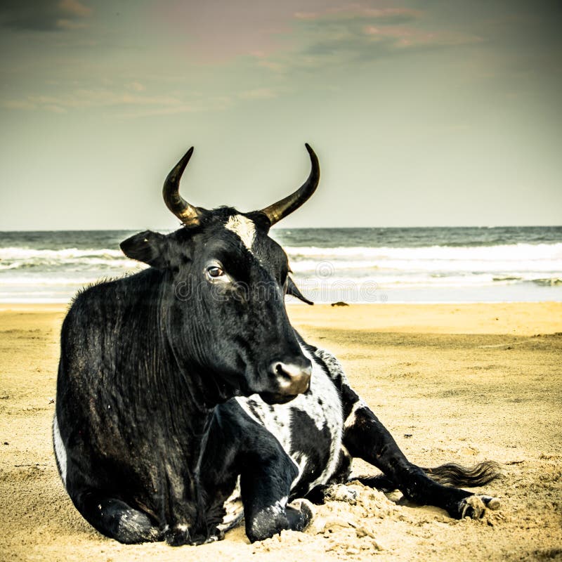 1,635 Vaca Na Praia Fotos - Fotos de Stock Gratuitas e Fotos Royalty ...