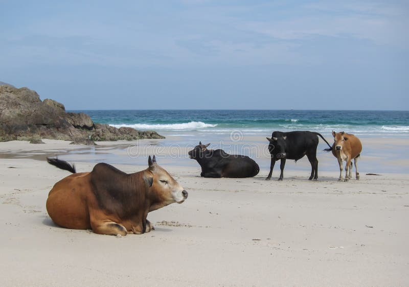 Vaca na praia imagem de stock. Imagem de oceano, descanso - 38740259