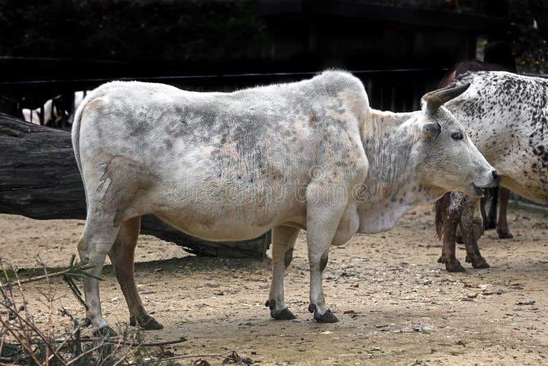 Vaca nano de cebú 7 imagen de archivo. Imagen de hierba - 163413665
