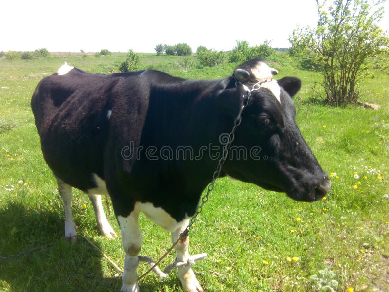 Vaca negra foto de archivo. Imagen de diarios, websites - 92586688