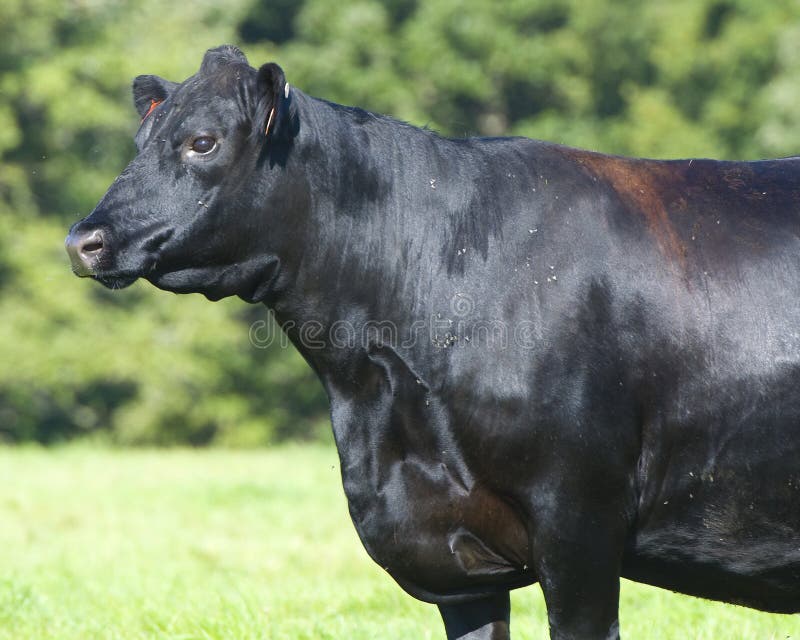 2,006 Becerros De Angus Fotos de stock - Fotos libres de regalías de ...