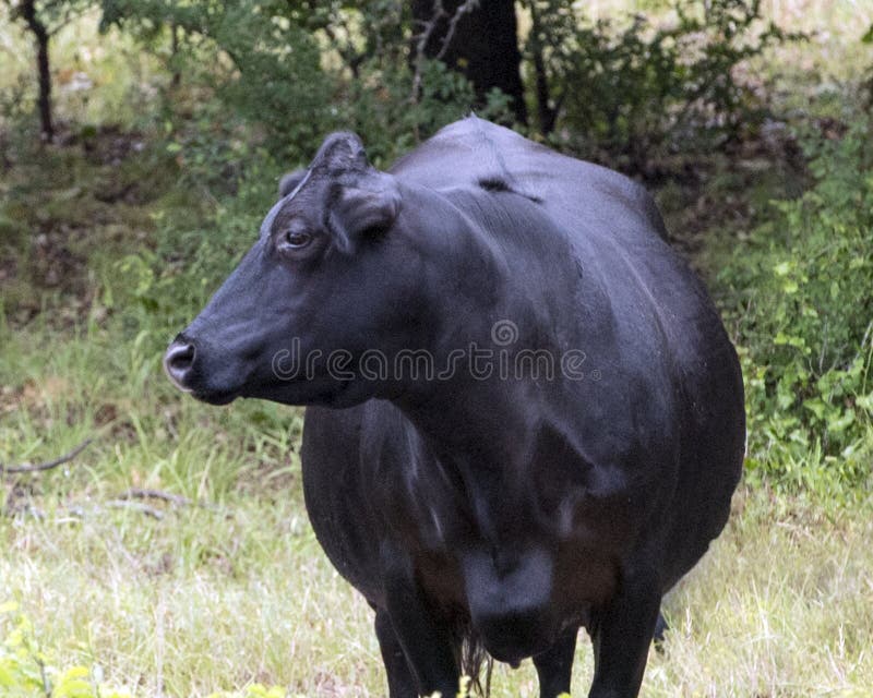 Vaca Angus Negra Y Ternero En Oklahoma Foto de archivo - Imagen de ...