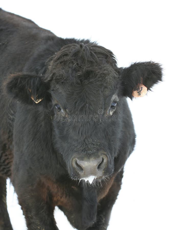 Vaca negra foto de archivo. Imagen de negro, observar - 9985622