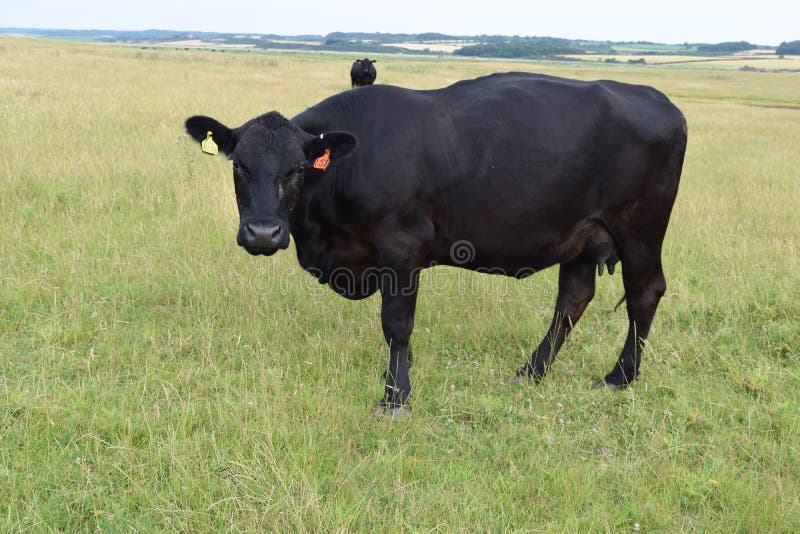 Vaca negra en campo foto de archivo. Imagen de carne - 42606708