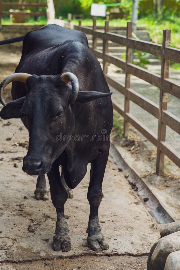 Vaca negra en el rancho foto de archivo. Imagen de ganado - 235913170