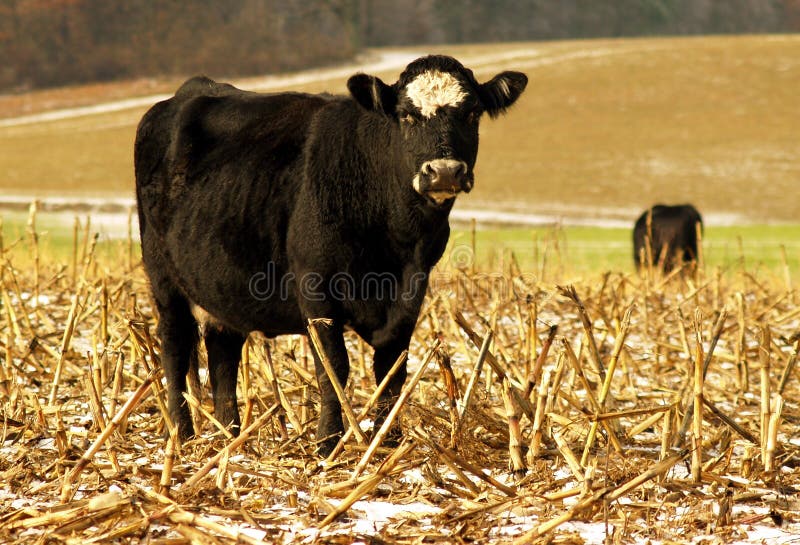 Vaca Negra En Un Campo De Granja Foto de archivo - Imagen de buey ...