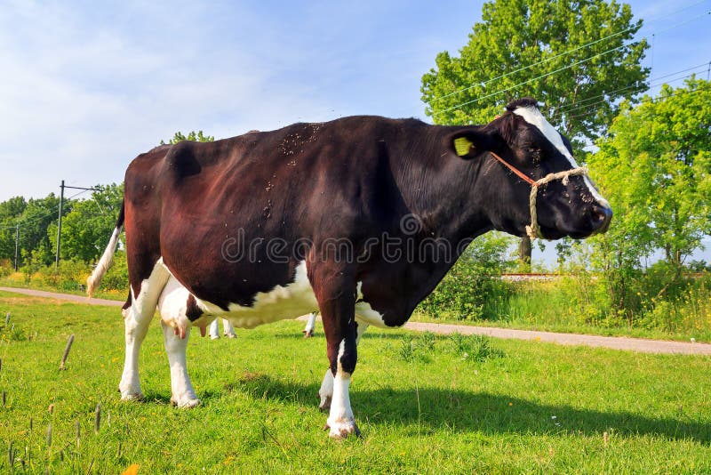 Pasto de la vaca negra foto de archivo. Imagen de holstein - 83737700