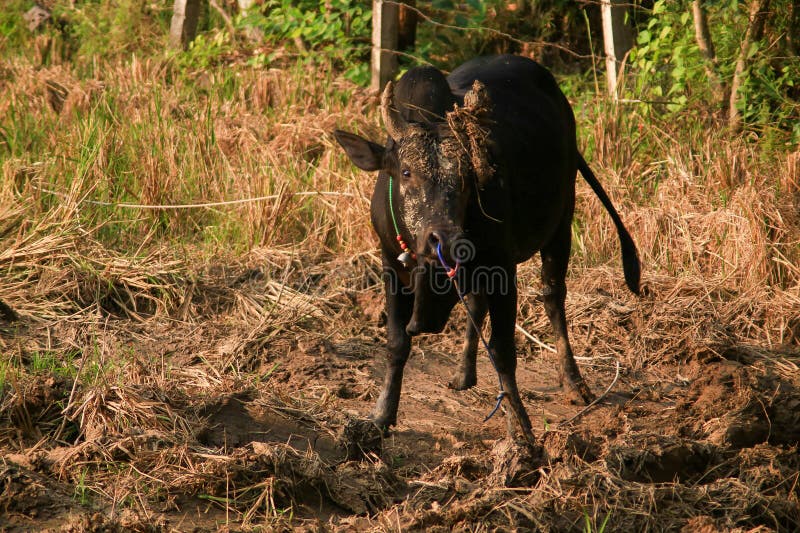 Vaca Negra Pastoreando En Un Campo Imagen de archivo - Imagen de ...